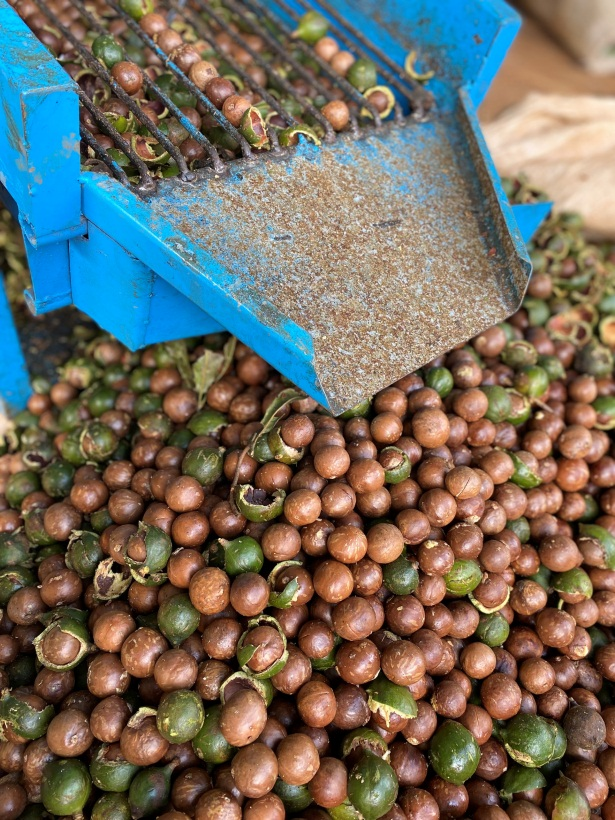 Cách nhận biết macca già hay non - Minh Phong Farm